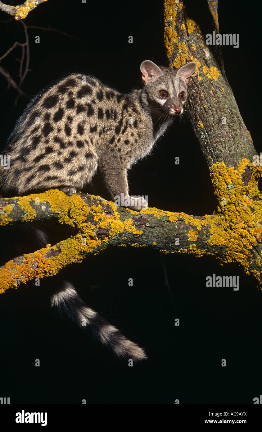 Small spotted genet in tree Genetta genetta Alicante Spain Stock Photo ...