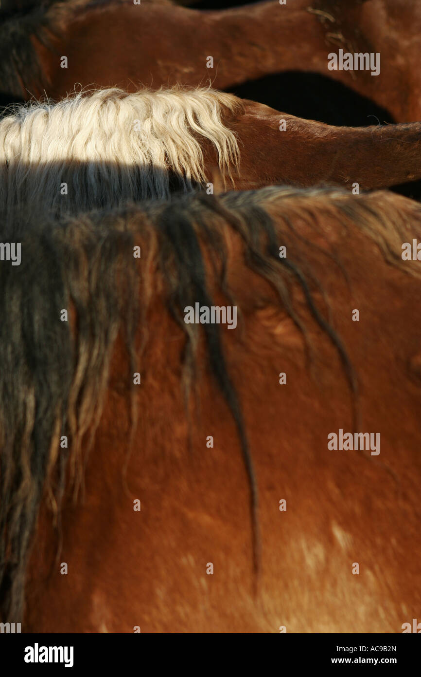 Horses in winter Muranska planina mountains Slovakia Stock Photo - Alamy
