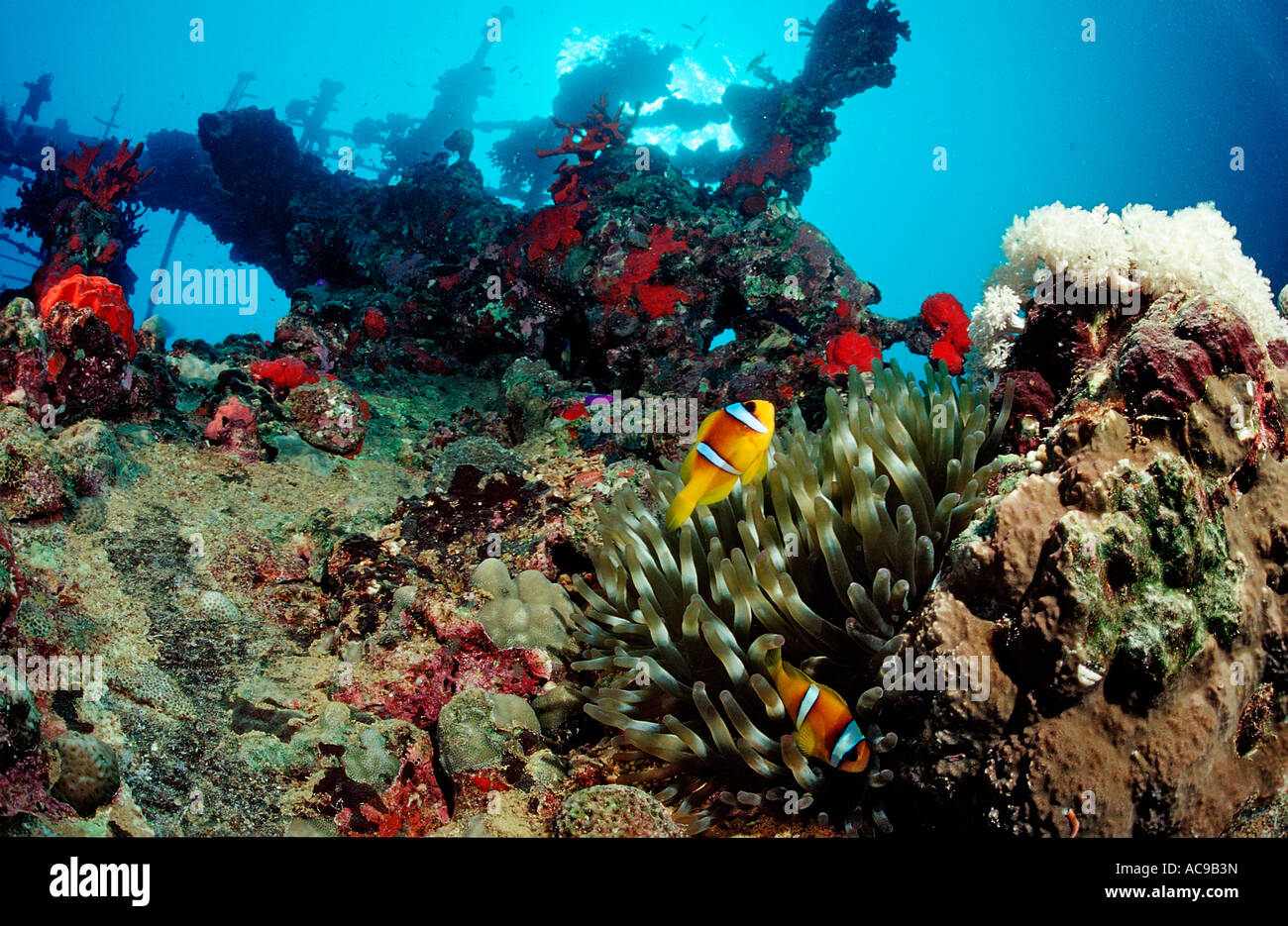 Twobar anemone fish on Umbria shipwreck Amphiprion bicinctus Sudan ...