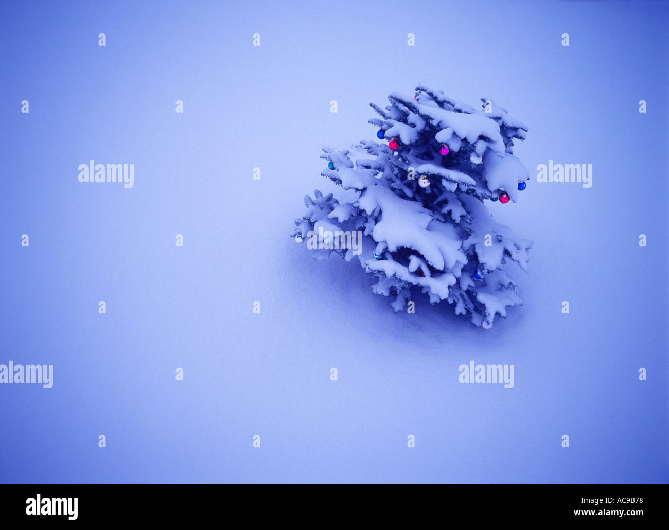 Christmas Tree in Snow Stock Photo - Alamy