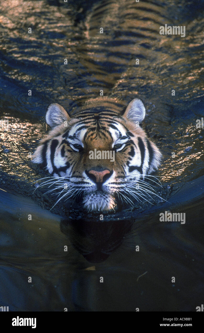 Tiger Panthera tigris trying to keep head above water Stock Photo - Alamy