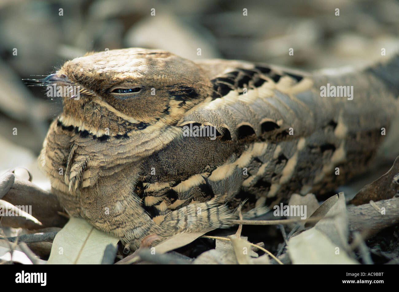 Long tailed nightjar caprimulgus macrurus hi-res stock photography and ...