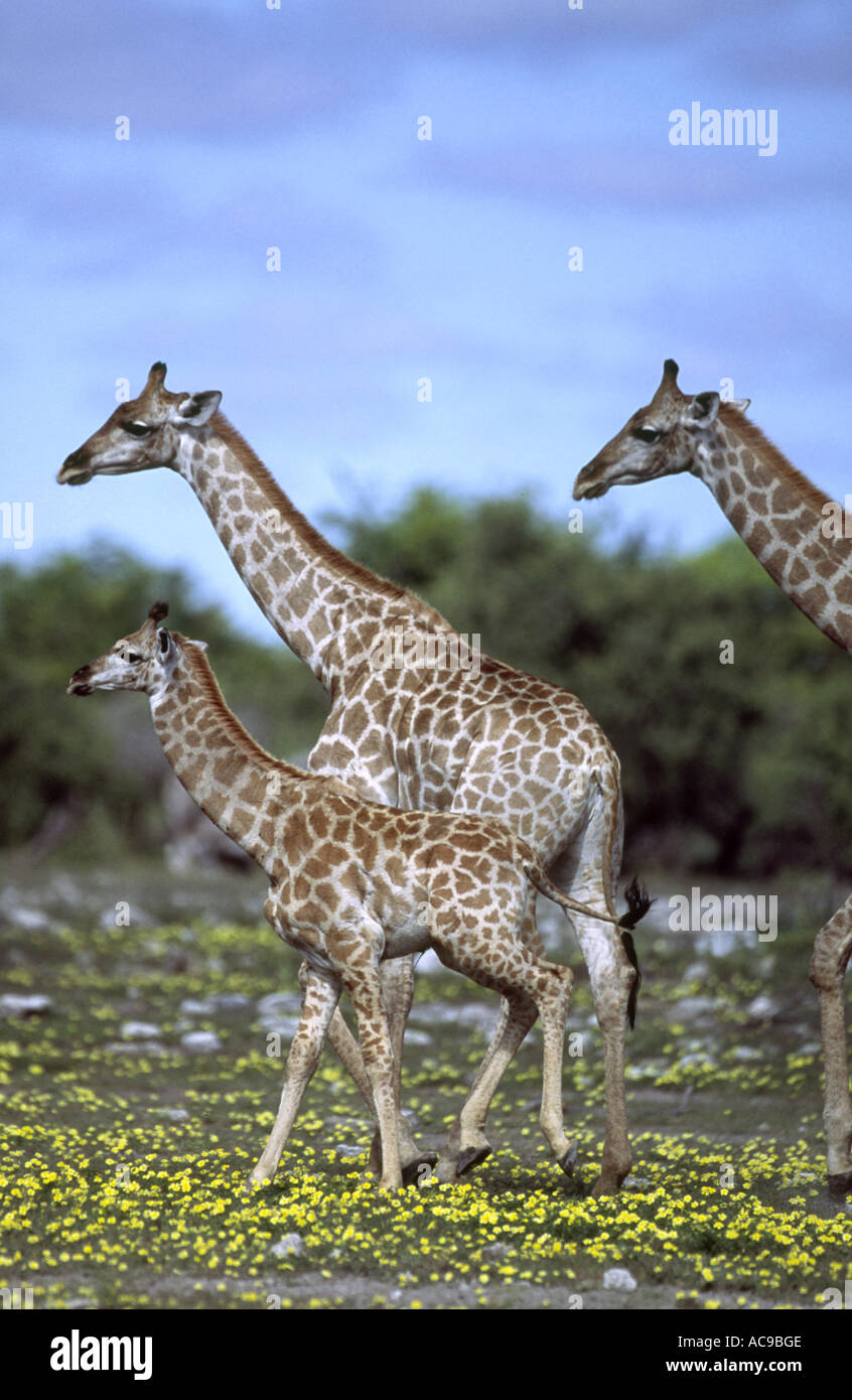 Namibian national flower hi-res stock photography and images - Alamy