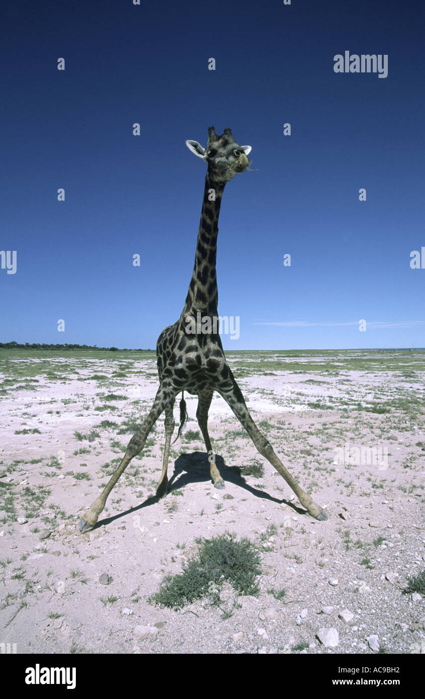 Two Legged Giraffe