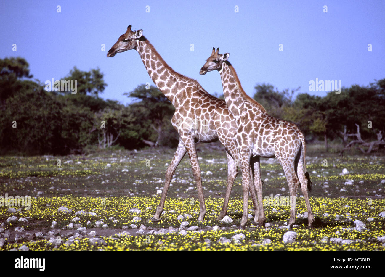 Namibian national flower hi-res stock photography and images - Alamy