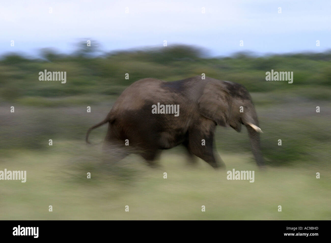 Bull elephant running hi-res stock photography and images - Alamy