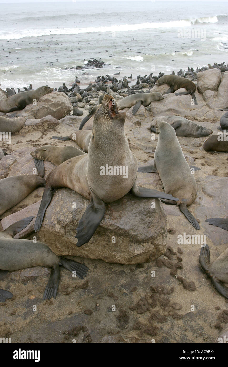 South African fur seal, Cape fur seal (Arctocephalus pusillus), lying ...
