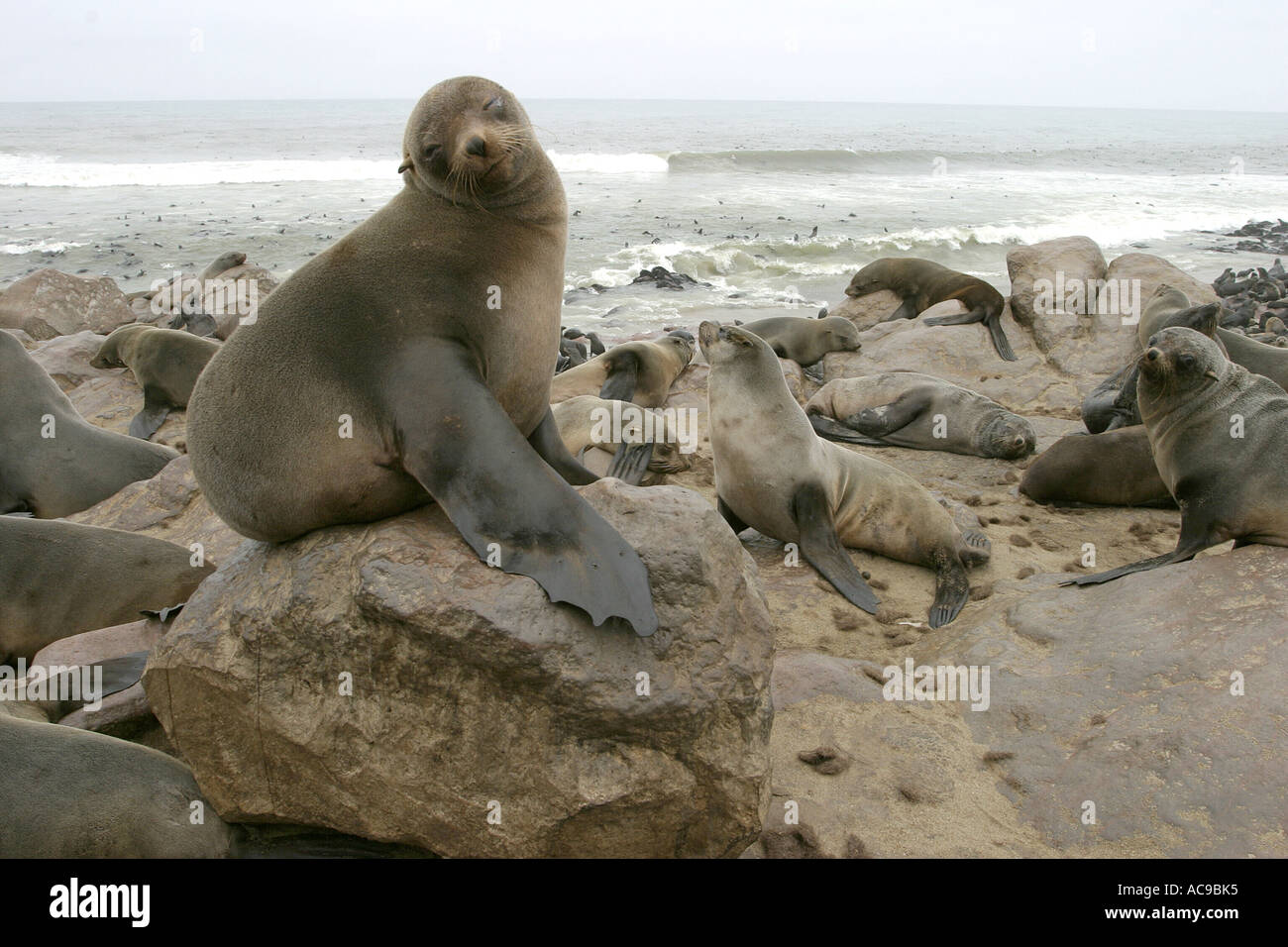 South African fur seal, Cape fur seal (Arctocephalus pusillus), lying ...
