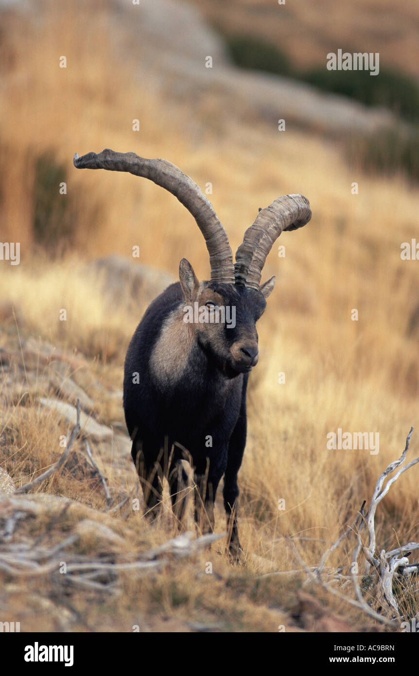 Wild goat Capra aegagrus adult Sierra Gredos Avila Spain Stock Photo ...