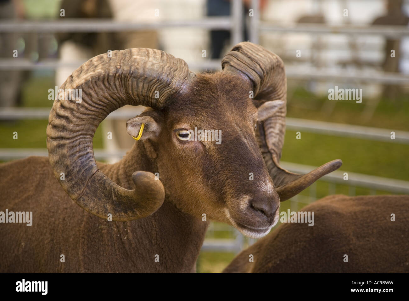 Castlemilk Moorit sheep adult ram Stock Photo - Alamy