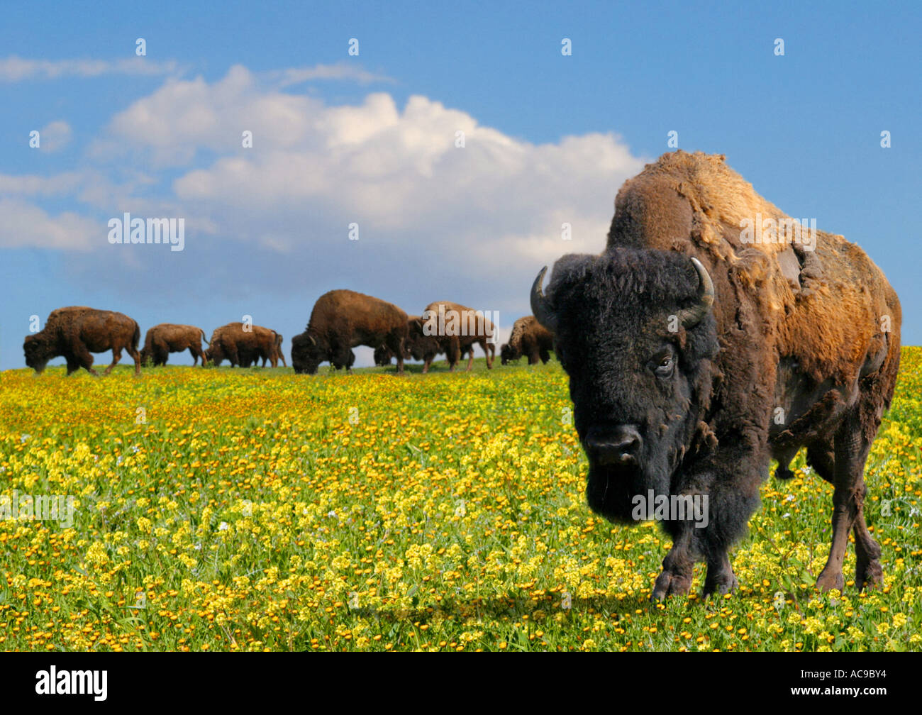 American bison, buffalo (Bison bison), herd Stock Photo - Alamy