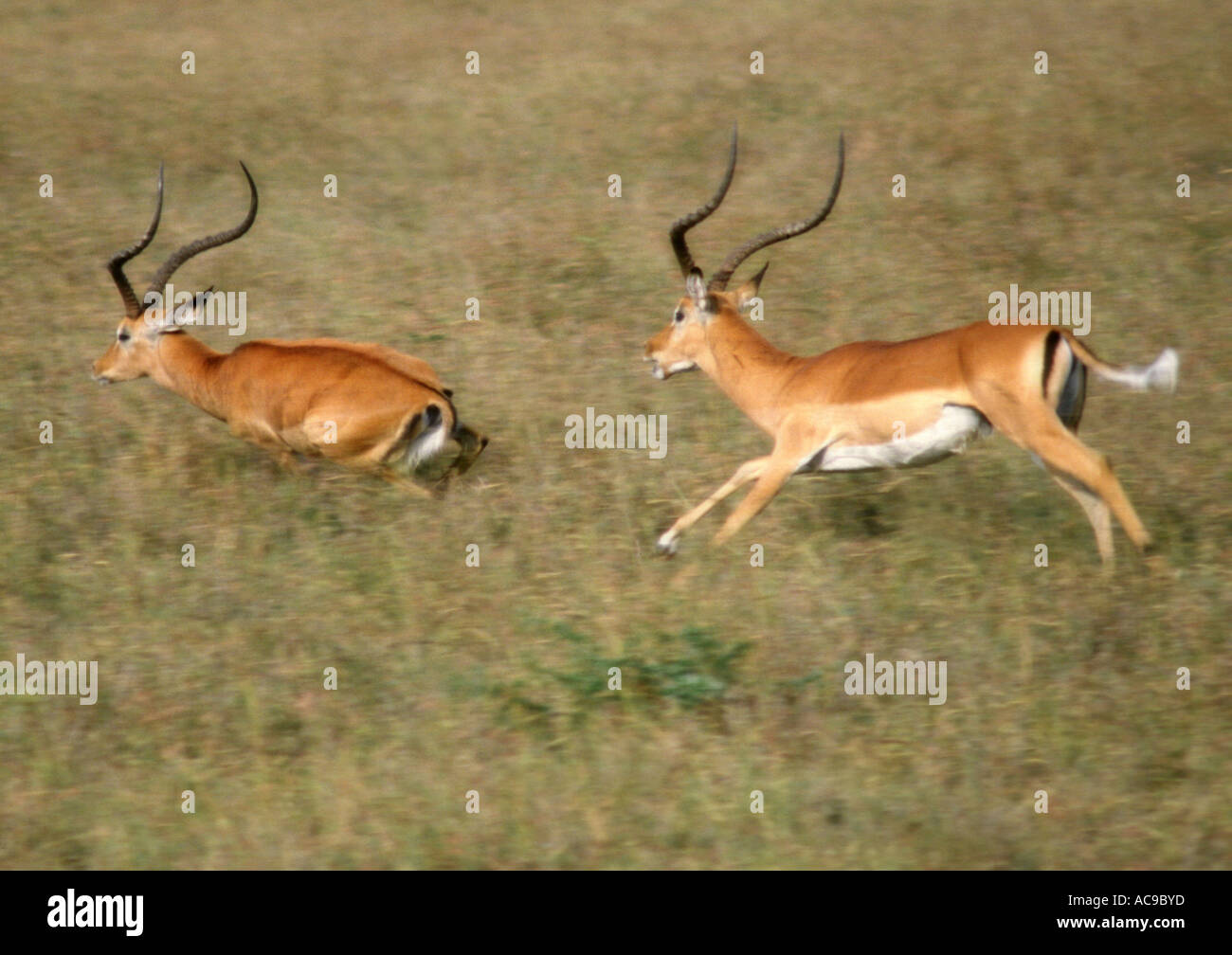 Impala Fighting Horn High Resolution Stock Photography and Images - Alamy