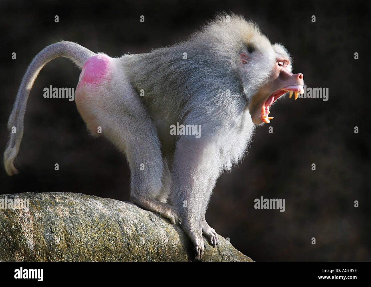 hamadryas baboon, sacred baboon (Papio hamadryas), male crying Stock ...