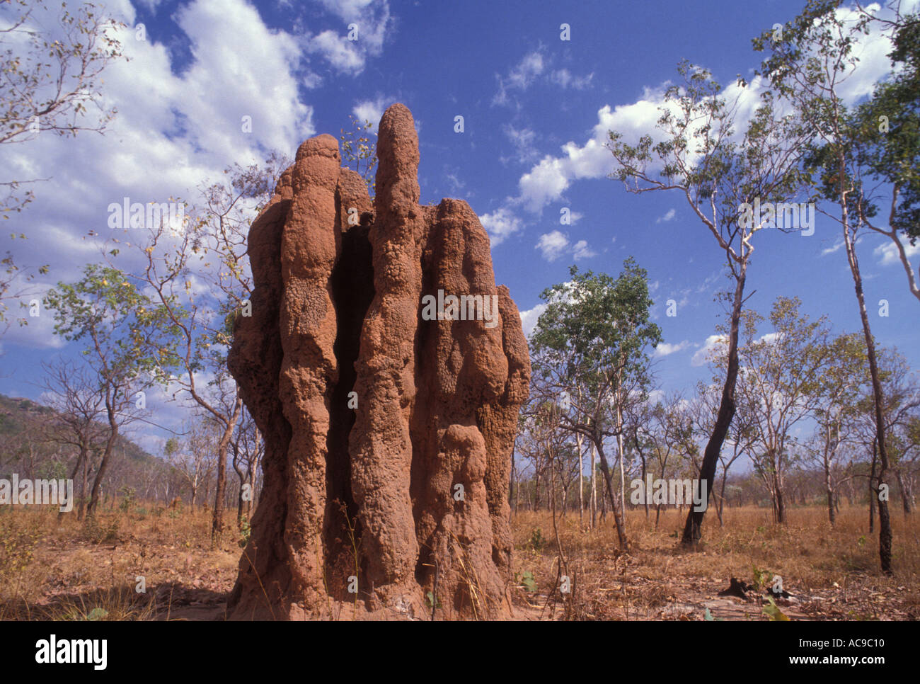 Termite mound Northwest Territory Australia Stock Photo - Alamy
