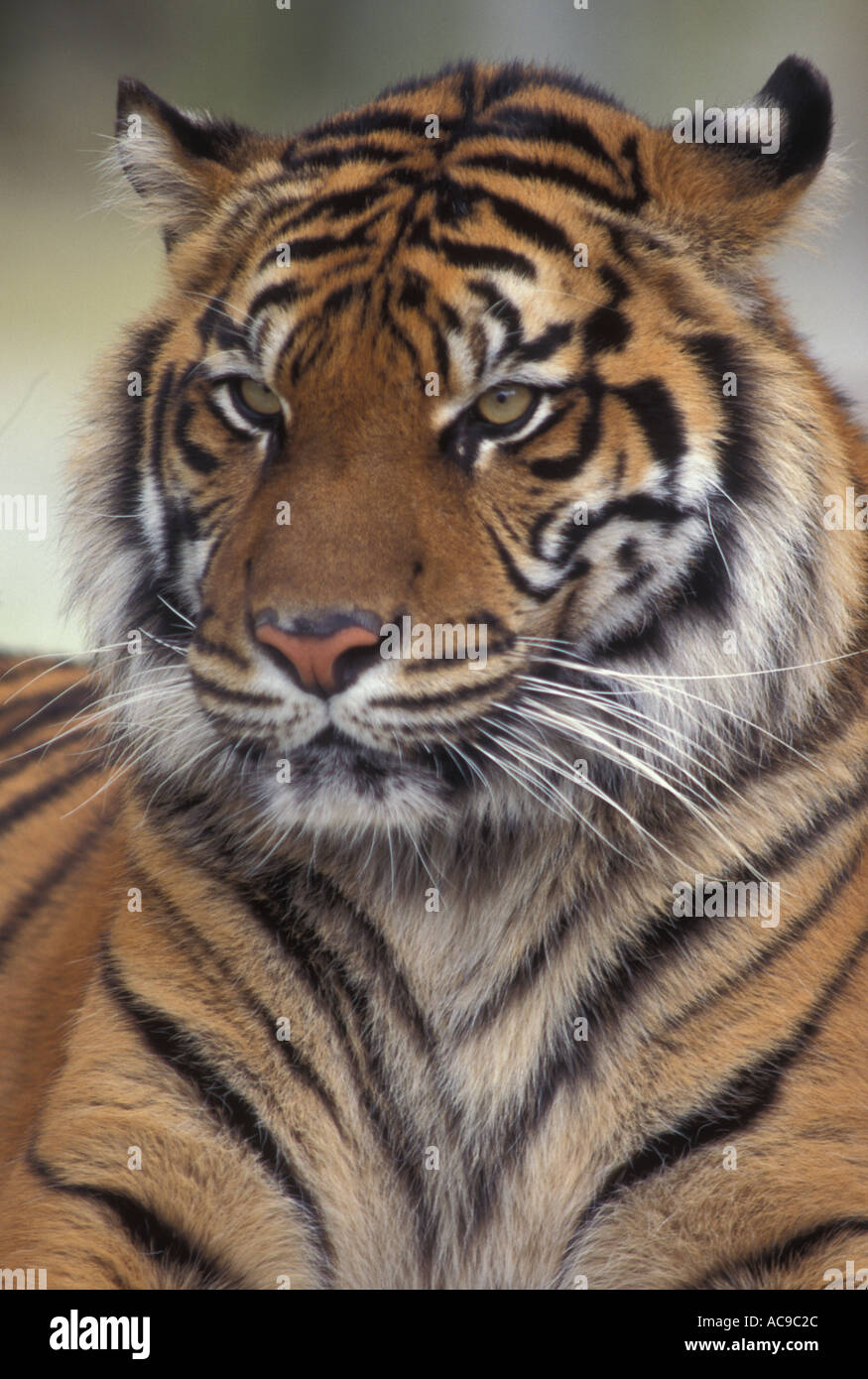 Close up of a Sumatran Tiger Panthera tigris face peering off into the ...