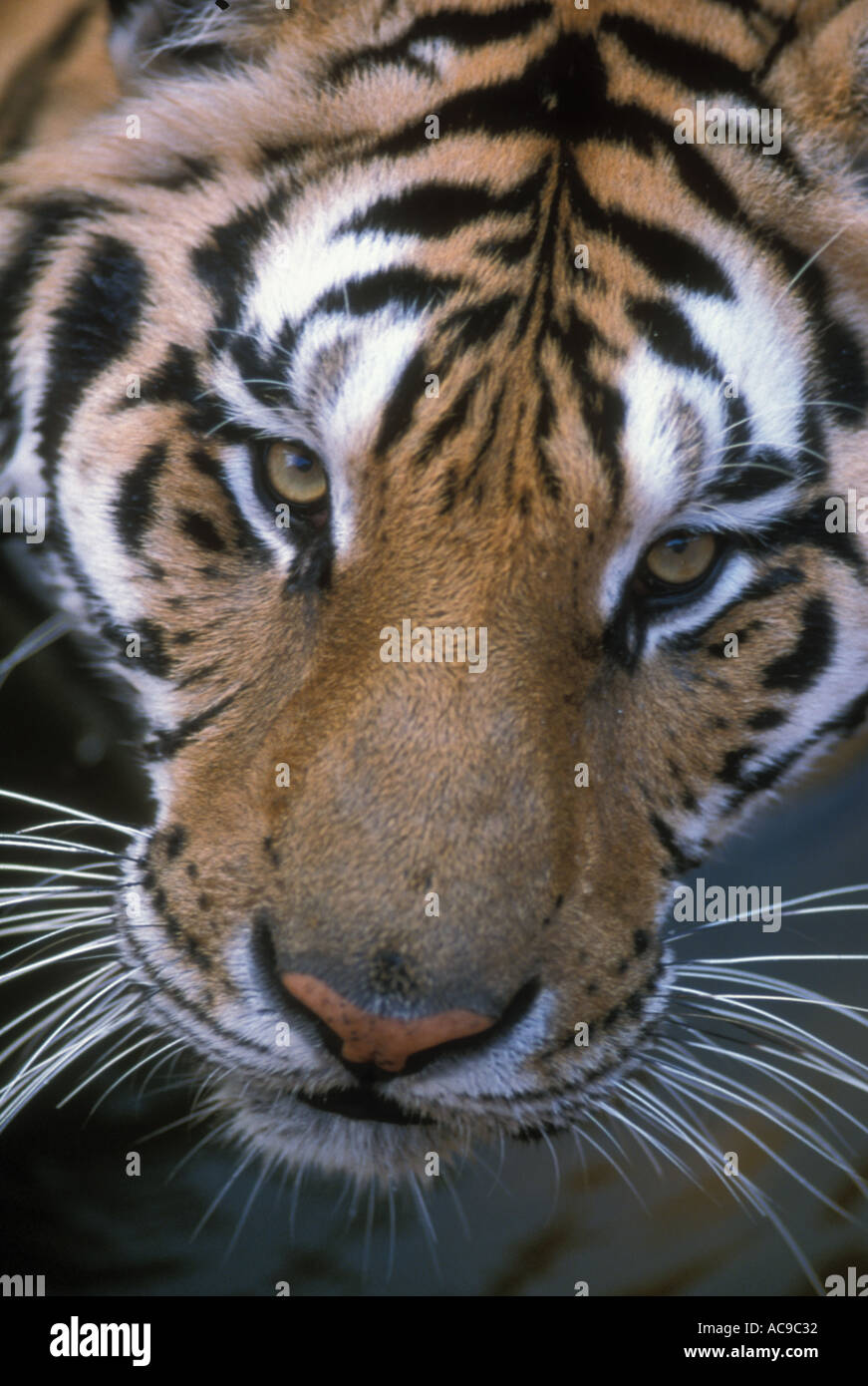 A stunning close up of the face of a tiger Stock Photo - Alamy