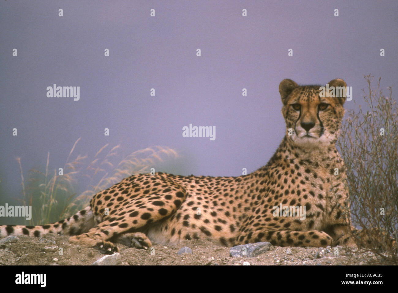 A reclining cheetah with her head perked up Stock Photo - Alamy