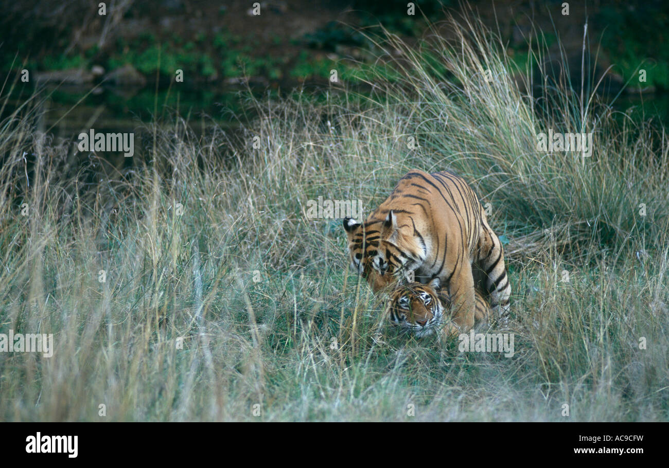 Tigers mating Panthera tigris Ranthambore NP Rajasthan India Stock ...