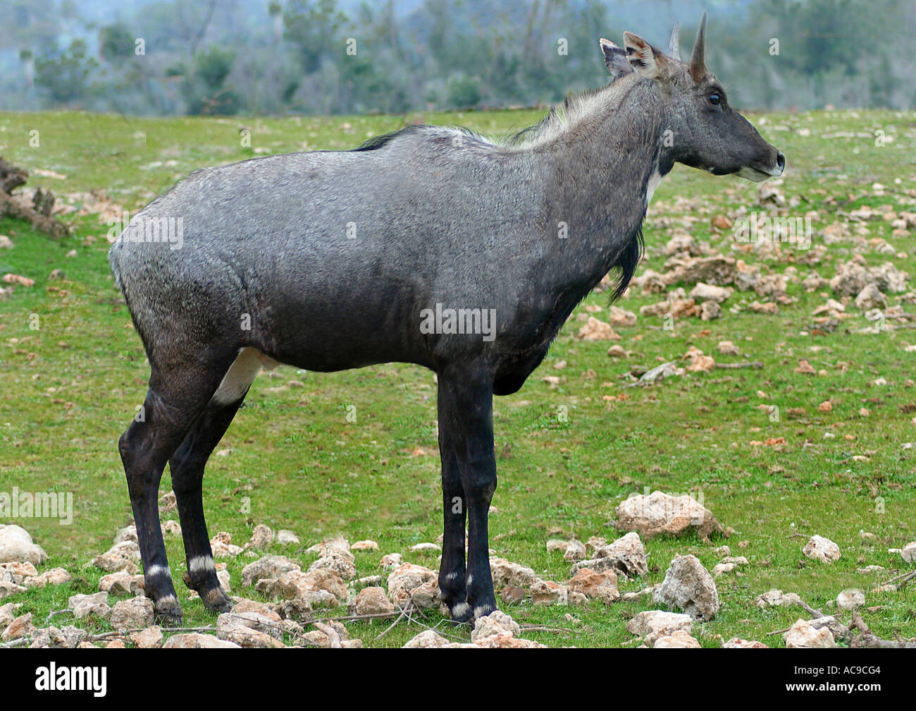 nilgai antelope, bluebuck, blue bull (Boselaphus tragocamelus), calf ...