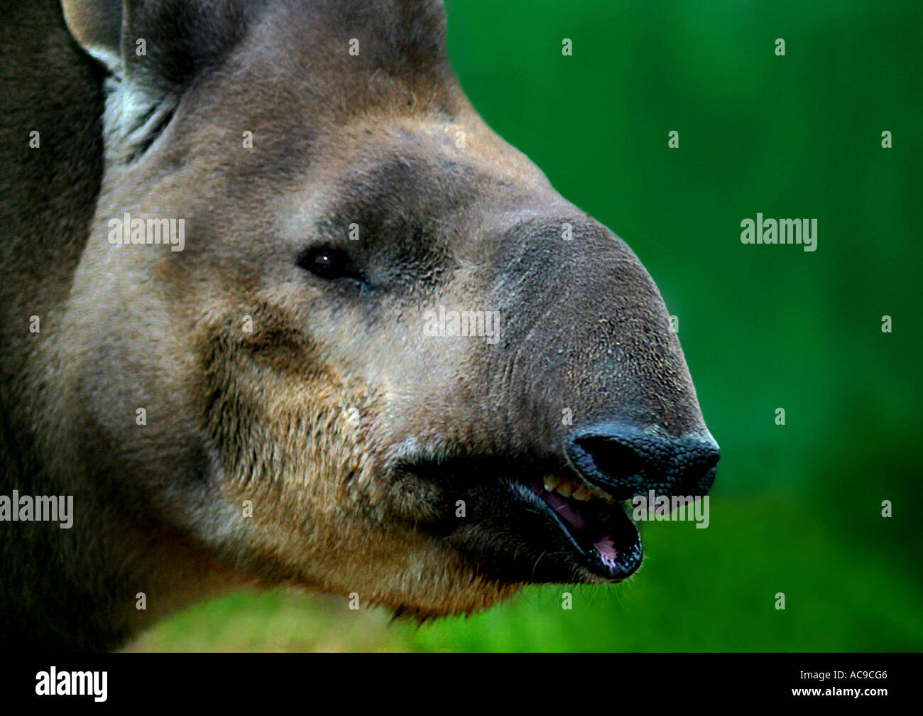 Asiatic tapir, Malayan tapir (Tapirus indicus), portrait Stock Photo ...
