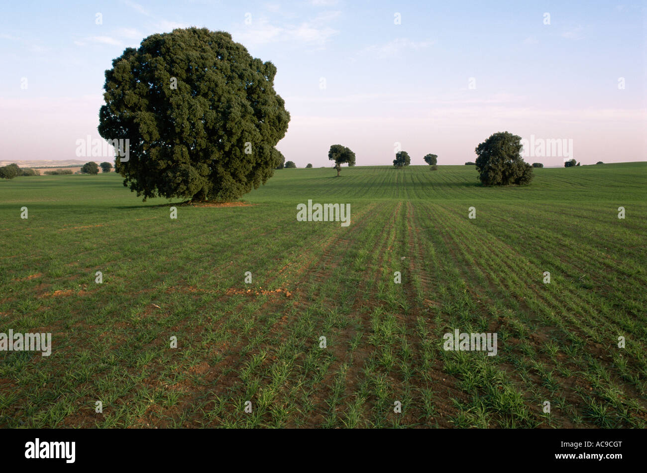 Single Oak trees in arable farmland Cuidad Real Spain Stock Photo - Alamy