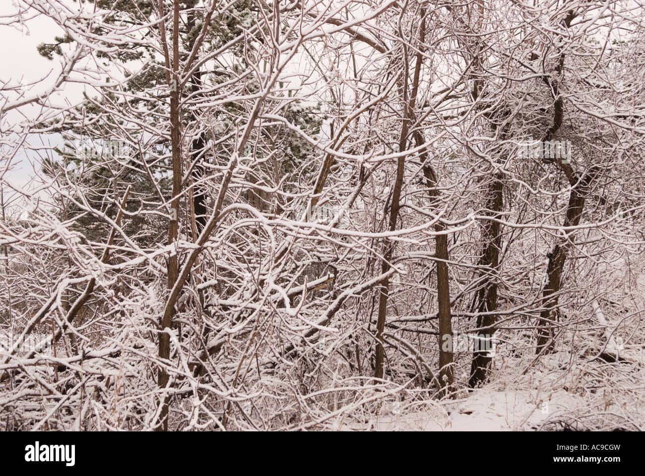 Snowfall on trees near Ann Arbor Michigan USA Stock Photo - Alamy