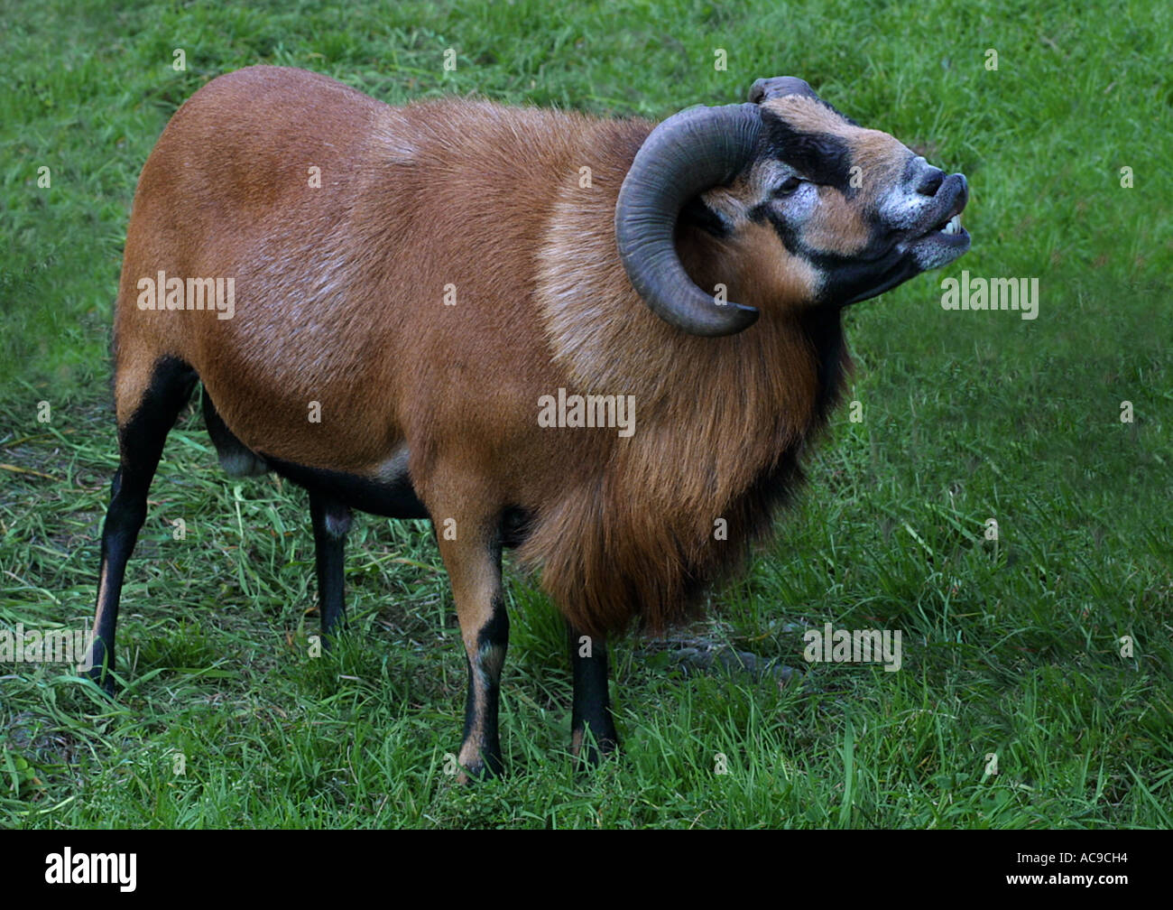 Cameroon sheep (Ovis ammon f. aries), buck Stock Photo - Alamy