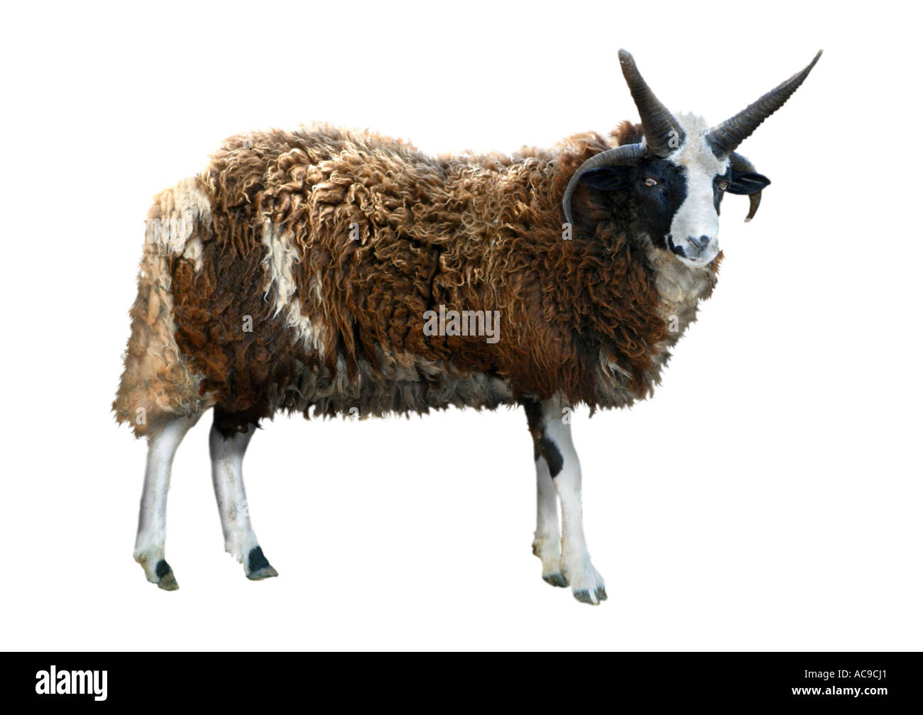 four-horn-sheep (Ovis ammon f. aries), cutted out Stock Photo - Alamy