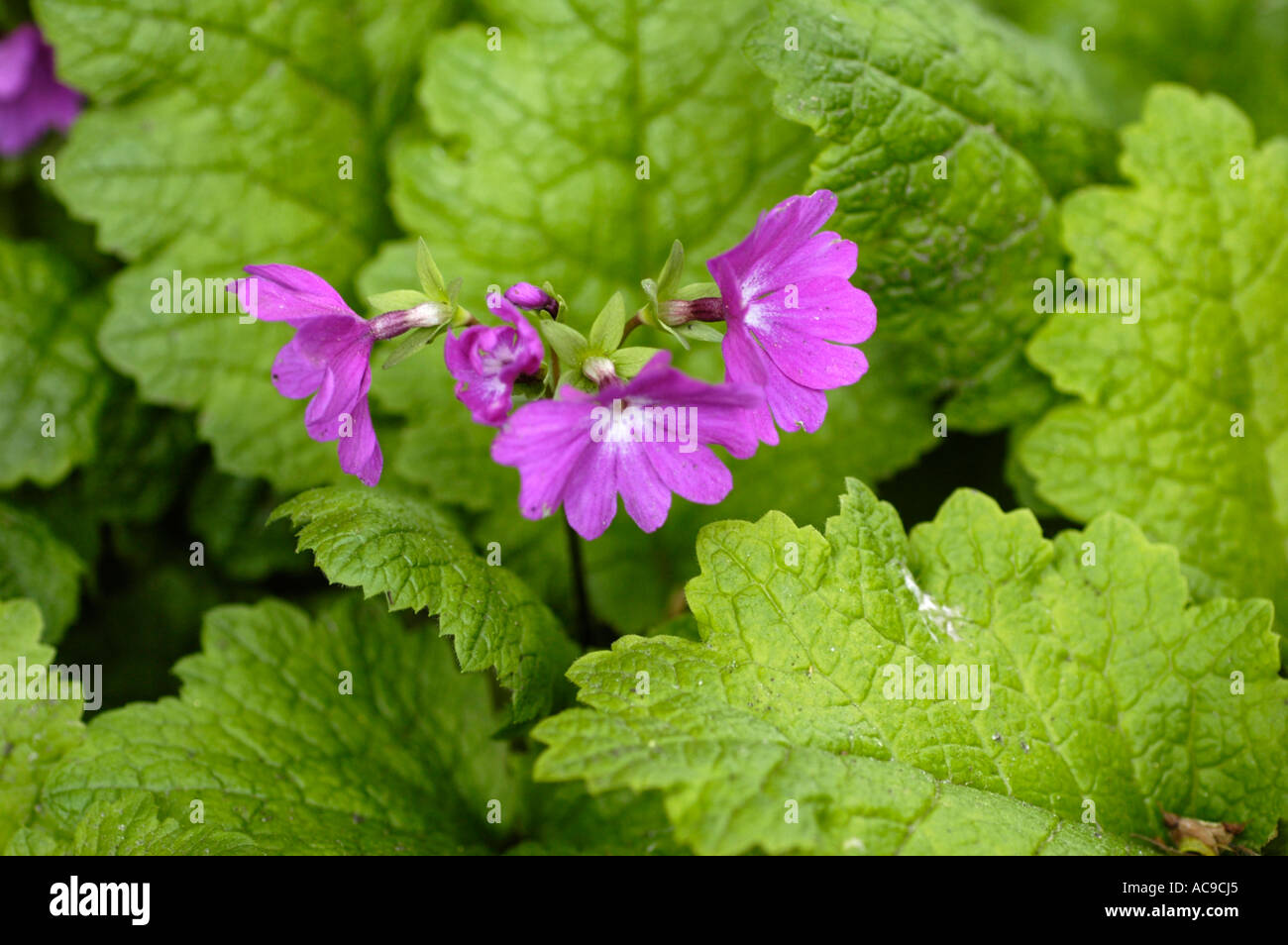 Violet primrose flowers Primulaceae Primula pruhoniciana P Juliae x P ...
