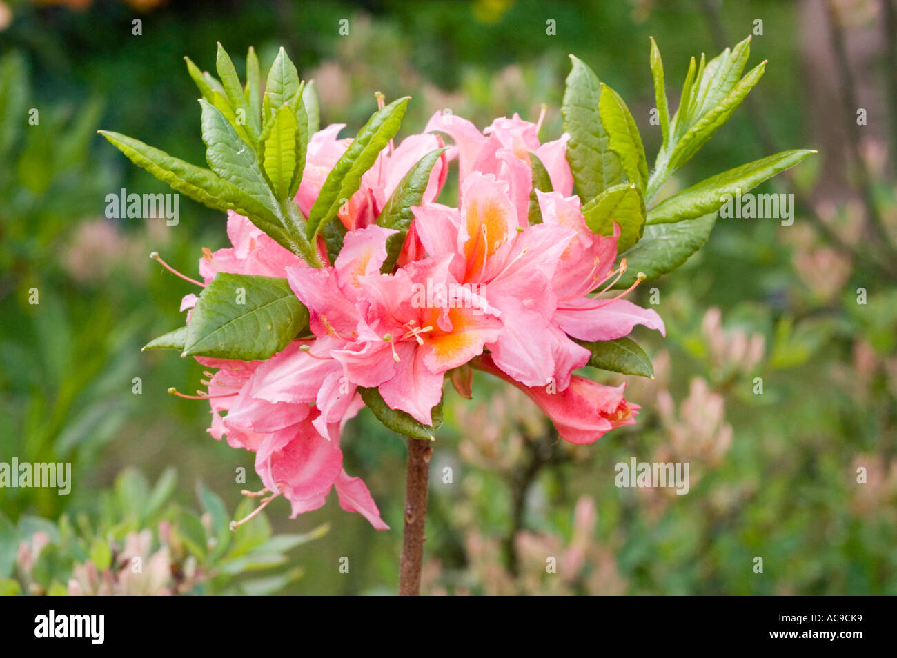 Flowers of red azalea Ericaceae Rhododendron Bouquet de Flore Stock ...
