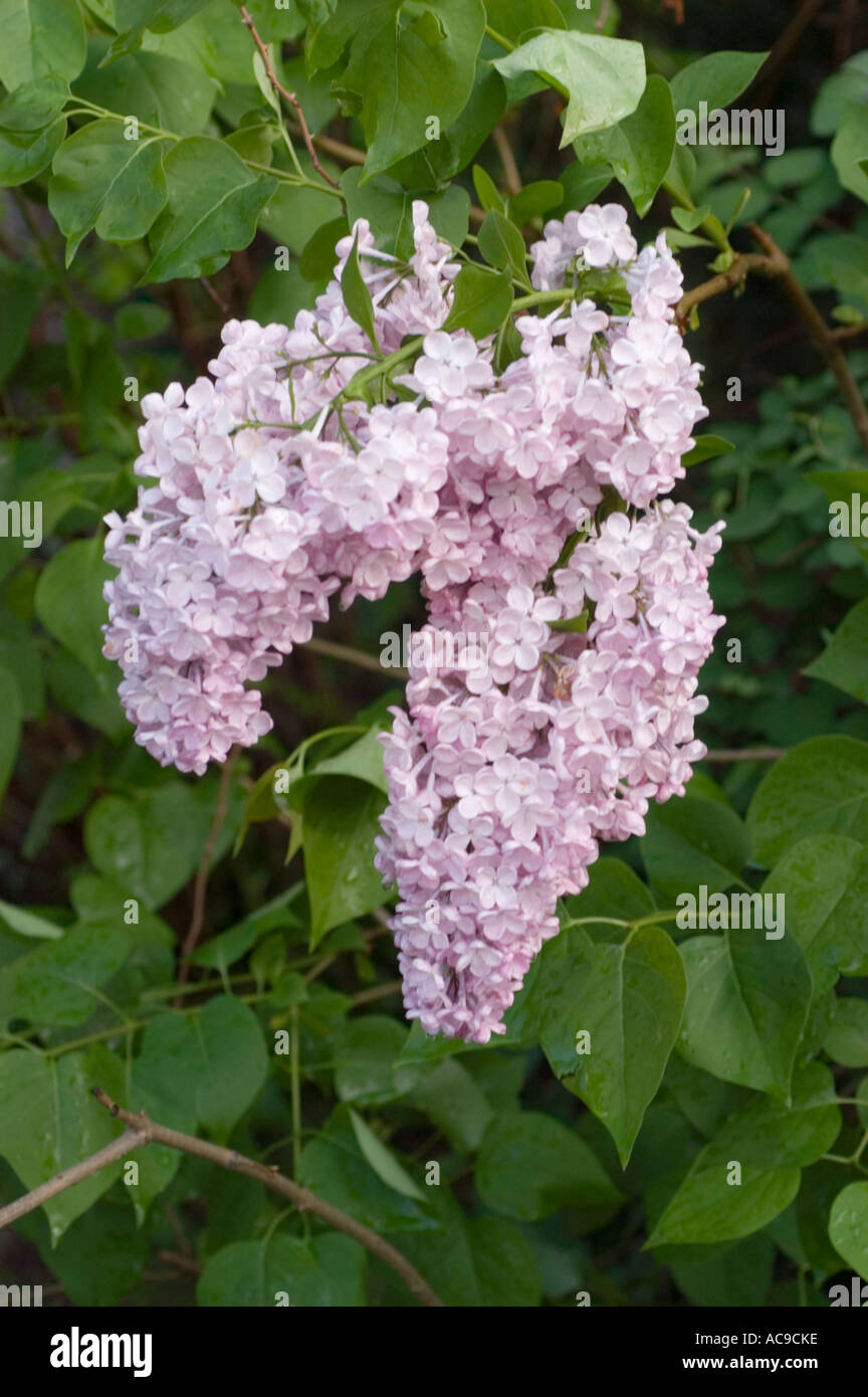 Full pink flowers of lilac Syringa vulgaris Stock Photo - Alamy