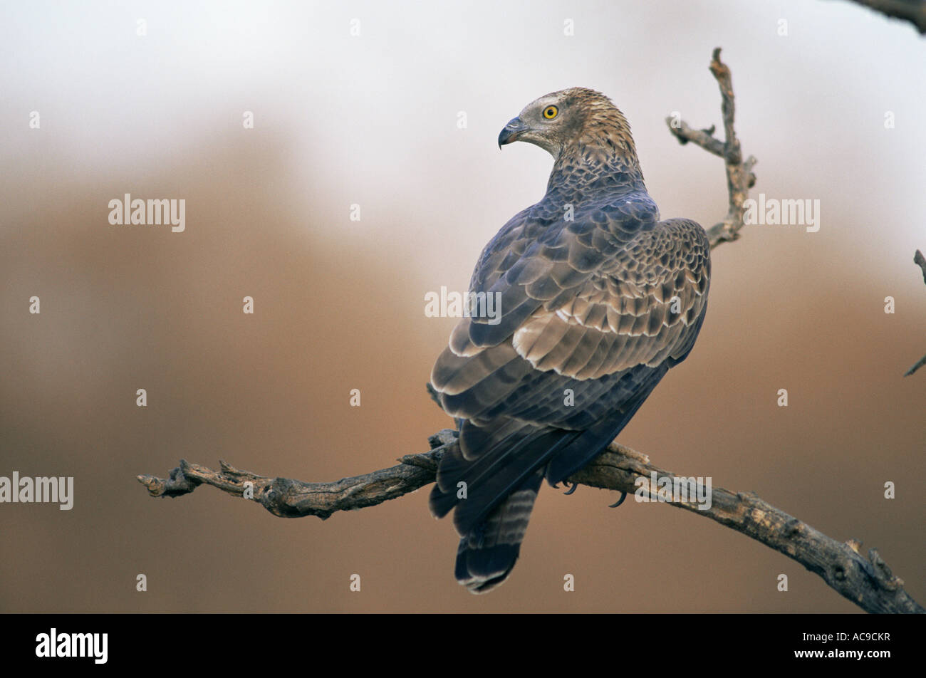 Indian Oriental Honey buzzard Pernis ptilorhyncus Stock Photo - Alamy