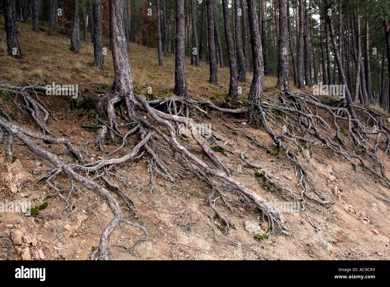Tree roots exposed on a forest hillside, showcasing intricate root ...