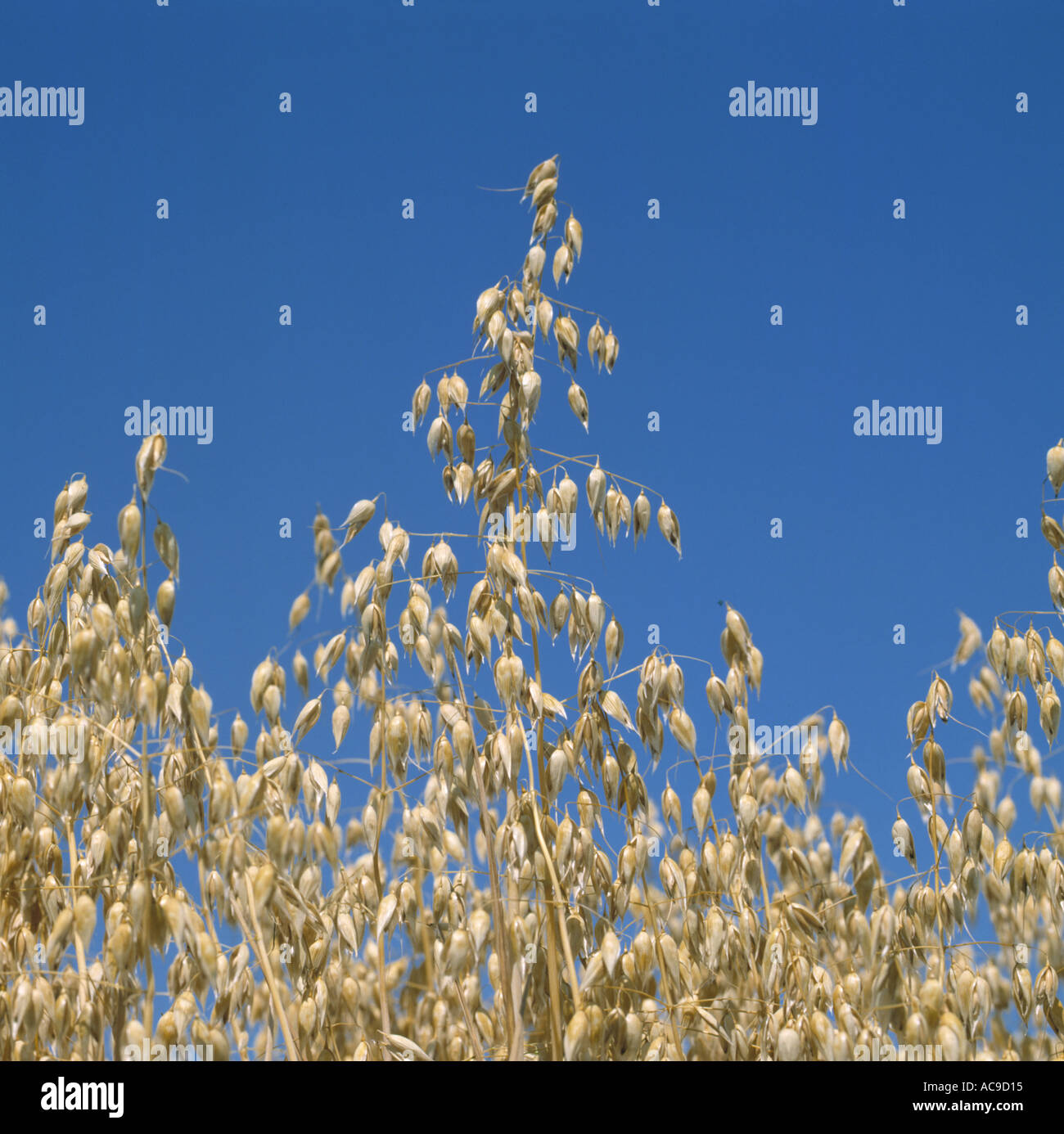 Ripened oats hi-res stock photography and images - Alamy