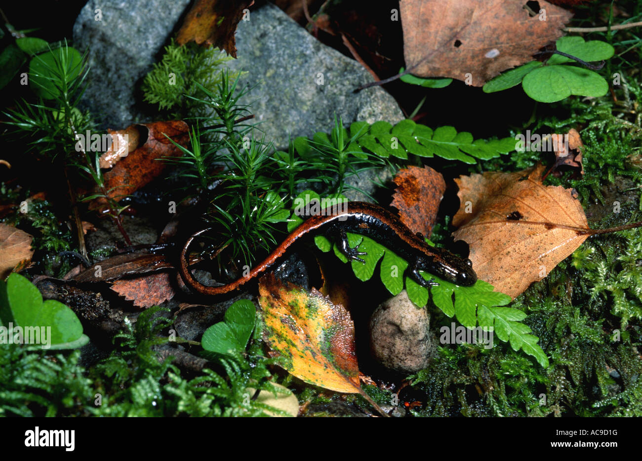 Golden salamander hi-res stock photography and images - Alamy