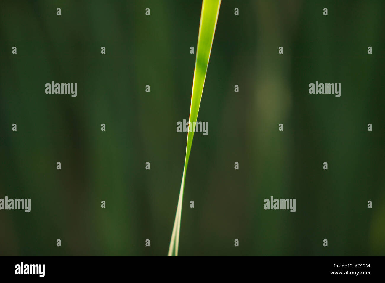 Close up typha leaves hi-res stock photography and images - Alamy