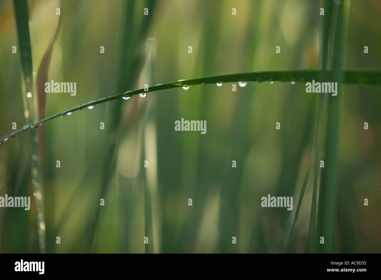 Close up typha leaves hi-res stock photography and images - Alamy