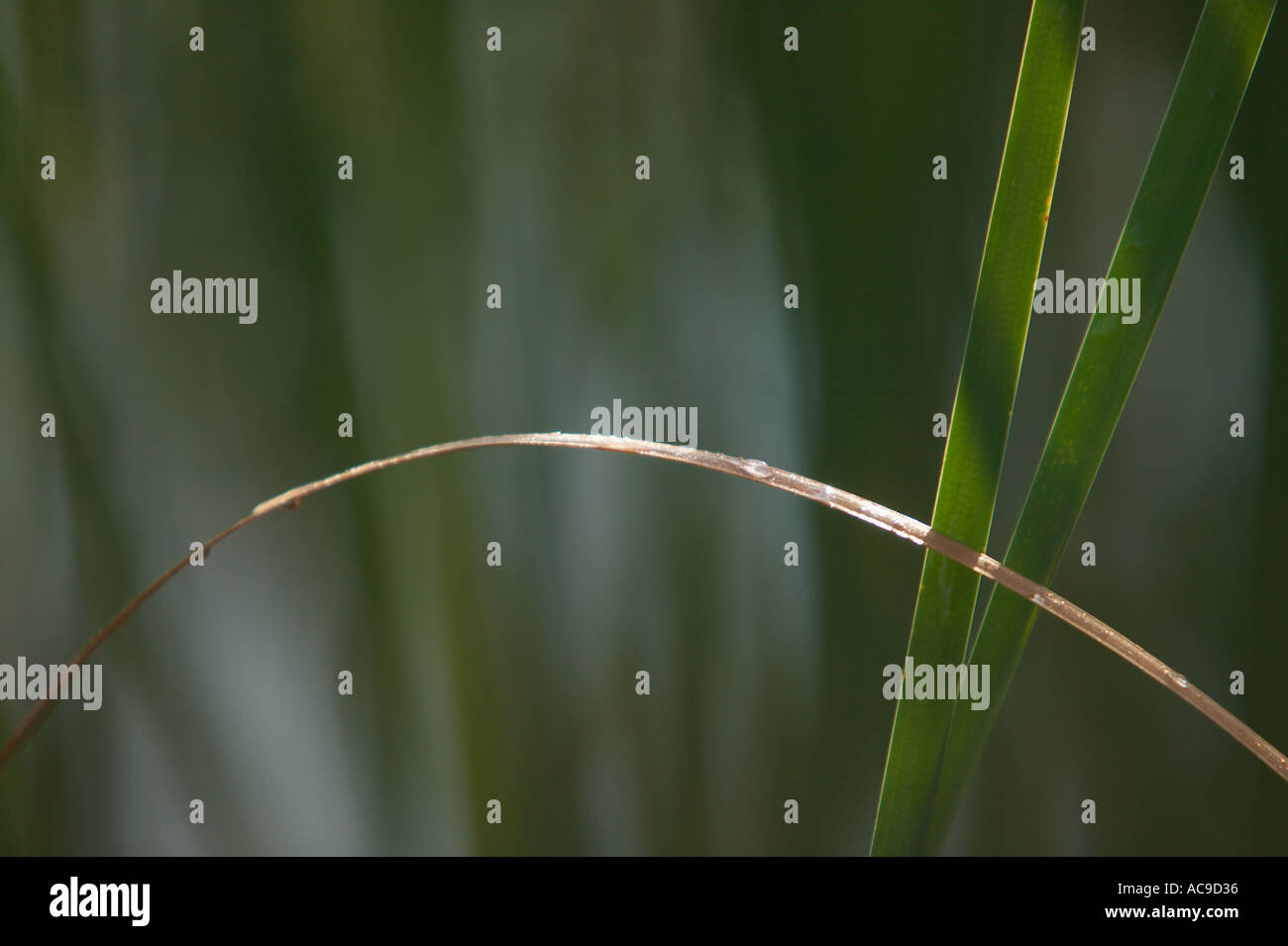 Close up typha leaves hi-res stock photography and images - Alamy