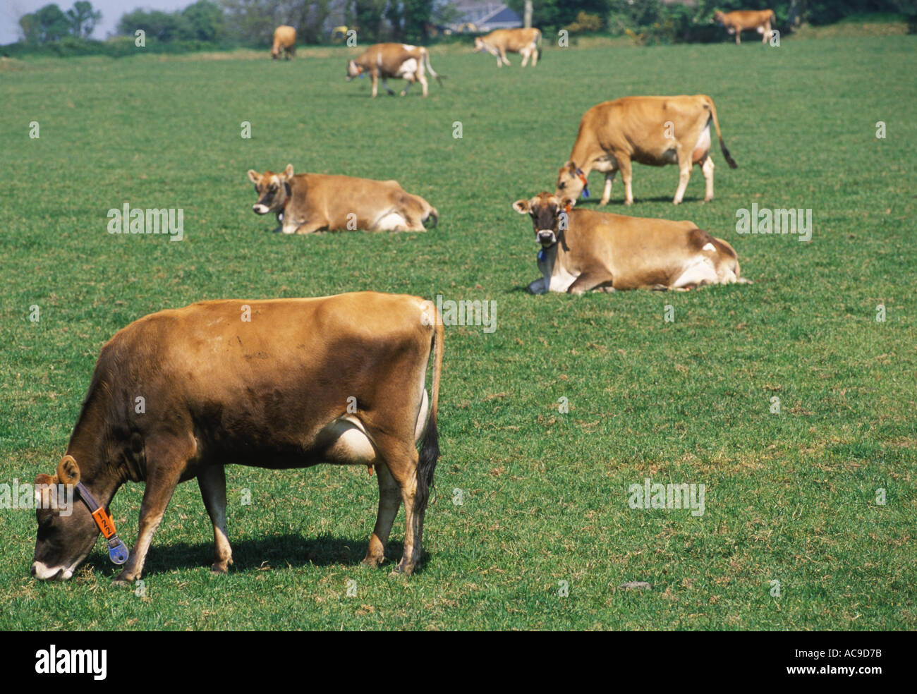 Jersey Cows The Channel islands UK 2000s HOMER SYKES Stock Photo - Alamy