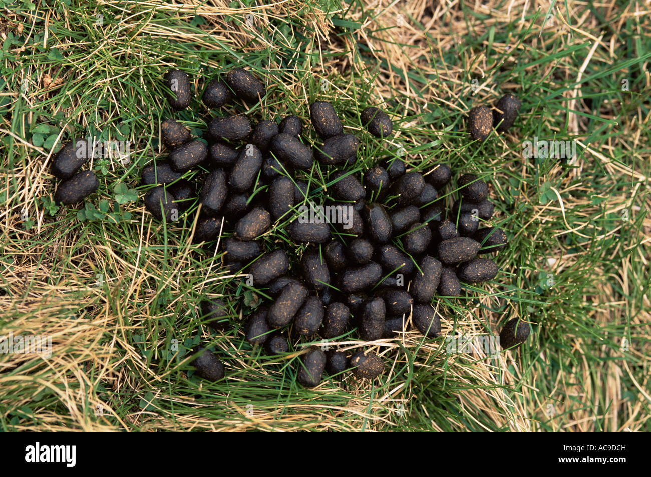 Spanish ibex droppings Capra pyrenaica Avila Spain Stock Photo - Alamy
