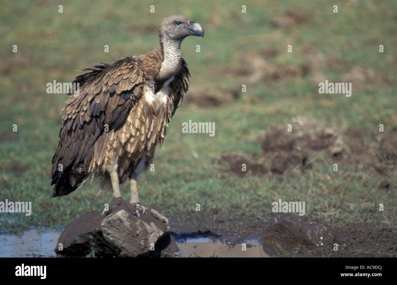 Indian white backed vulture juvenile Gyps bengalensis Ranthambore NP ...