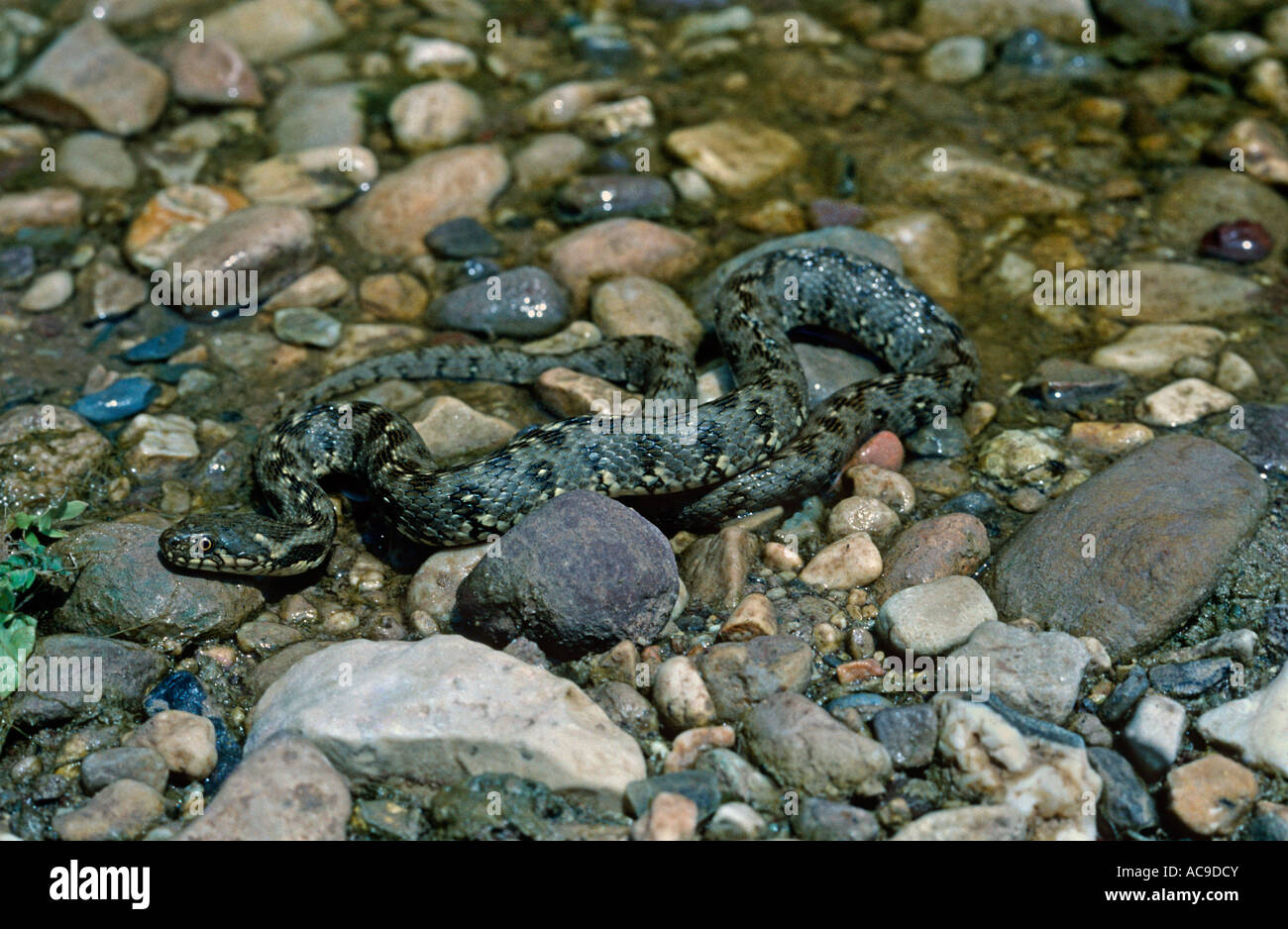 Viperine snake in water Natrix maura Alicante Spain Stock Photo - Alamy