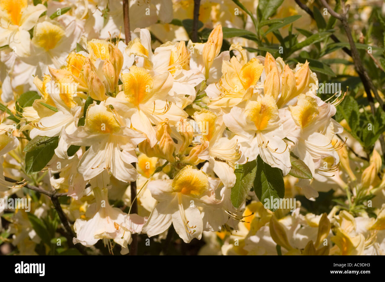 Pale yellow azalea hi-res stock photography and images - Alamy