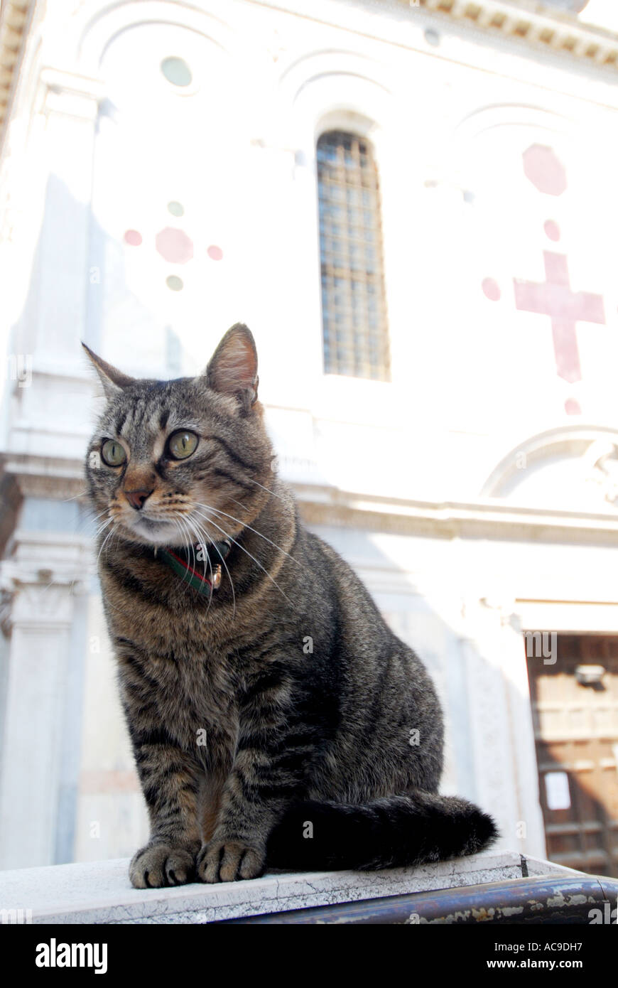 Maria venice italy cat hi-res stock photography and images - Alamy