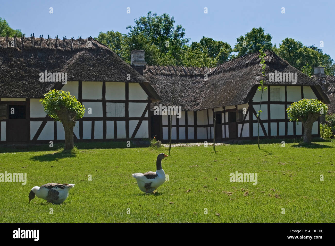 Old half timbered built cottage Frilandsmuseet Lyngby near Copenhagen ...