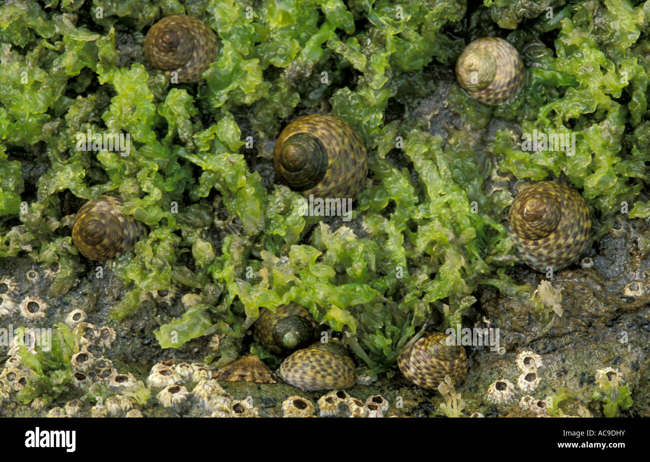 Turbinate monodont snails in intertidal range Spain Monodonta turbinata ...