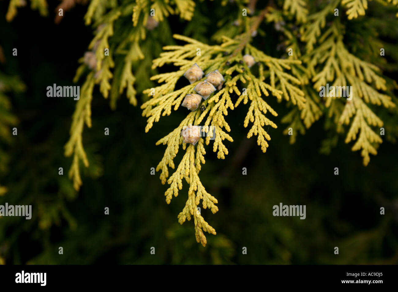 Close-up of conifer branches with cones in natural light Stock Photo ...