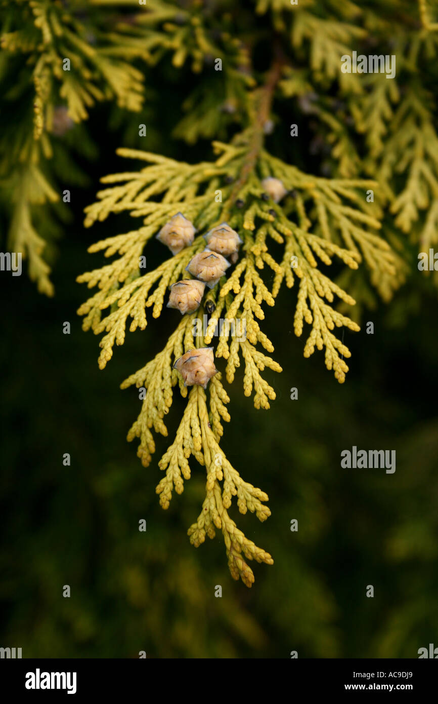 Detail texture in conifer leaves hi-res stock photography and images ...