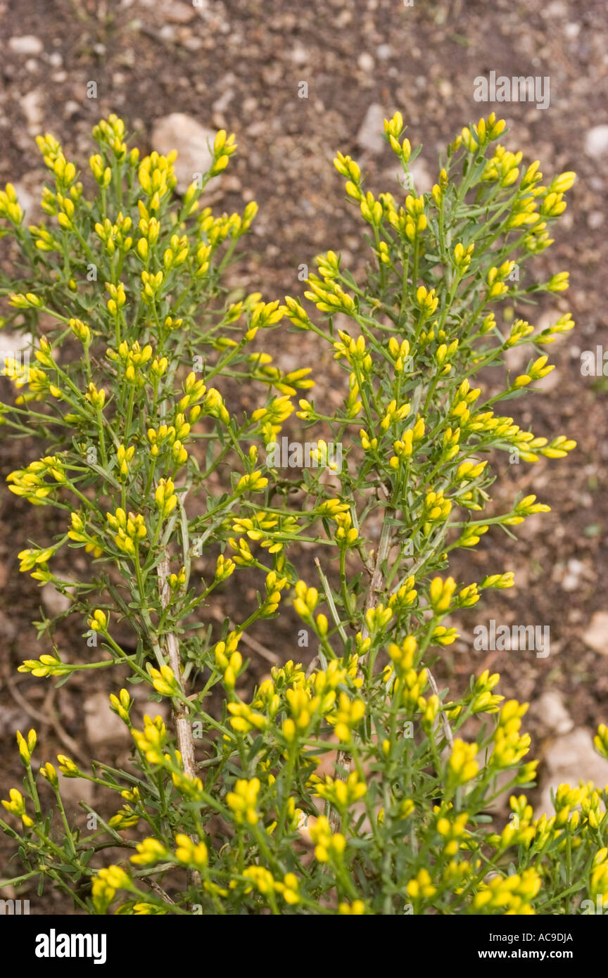 Genista lydia hi-res stock photography and images - Alamy
