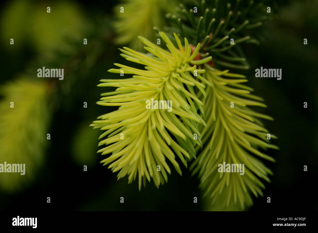 Vivid green new growth on conifer branches in spring Stock Photo - Alamy
